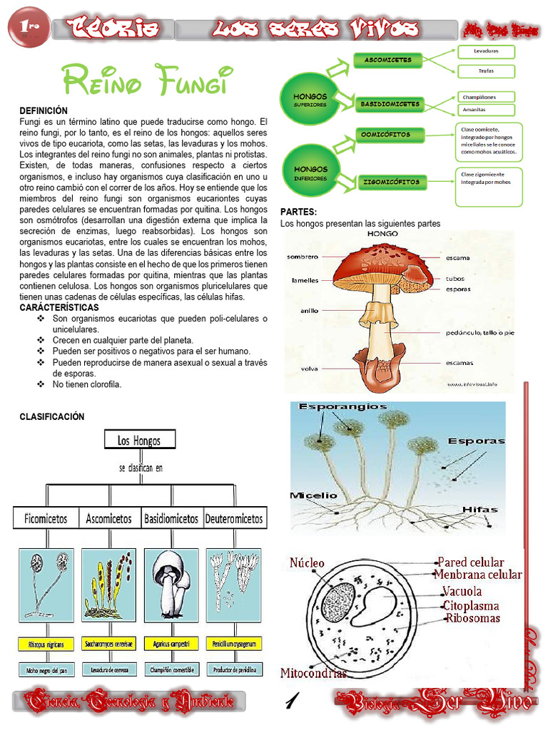 Reino Fungi | PDF | Hongo | Organismos