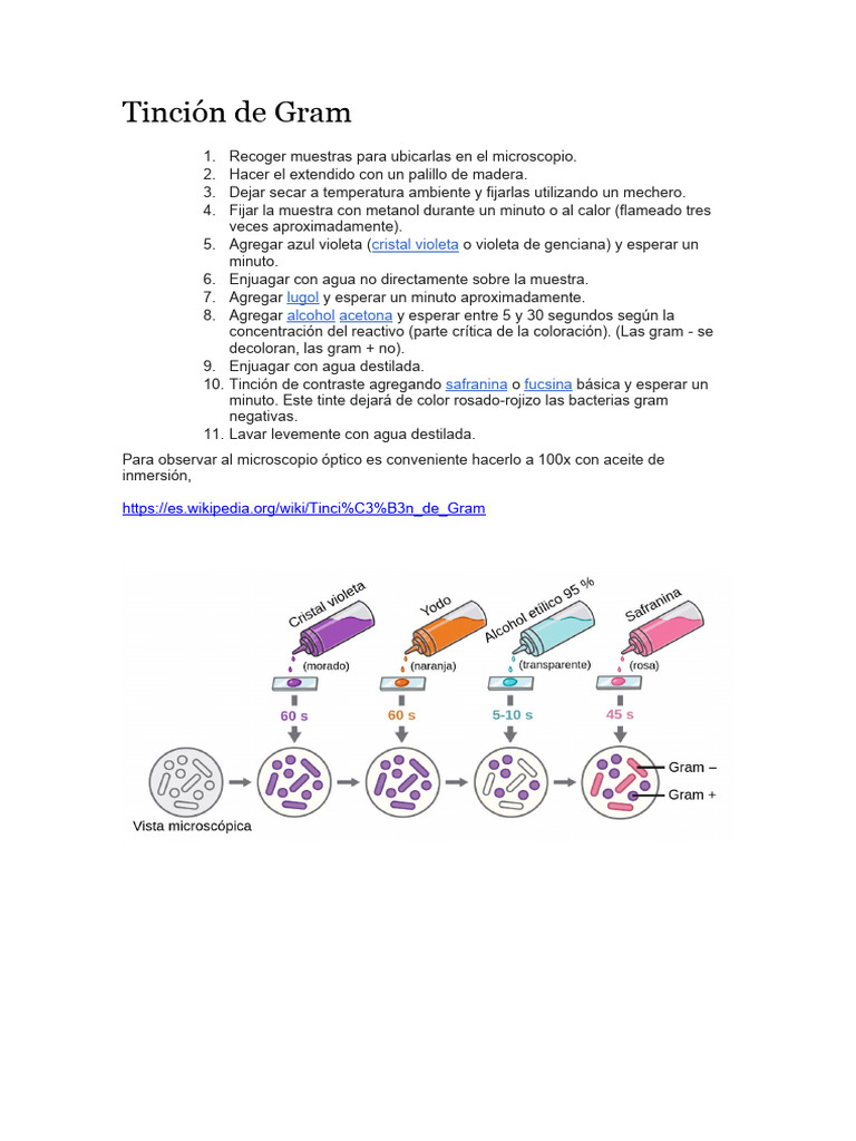 Tinción de Gram | PDF
