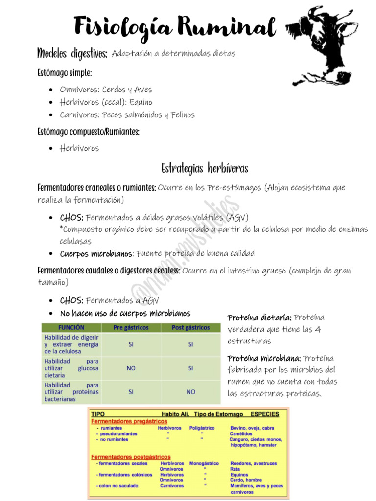 Fisiología Ruminal MA | PDF | Digestión | Leche