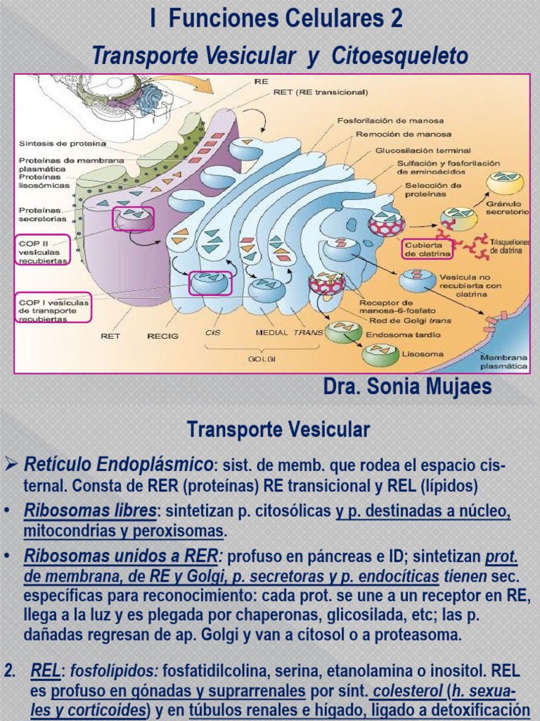 Unidad II. F. Celulares. T. Vesicular y Citoesqueleto 2023 (002) - 4 | PDF | Actina | Microtúbulos
