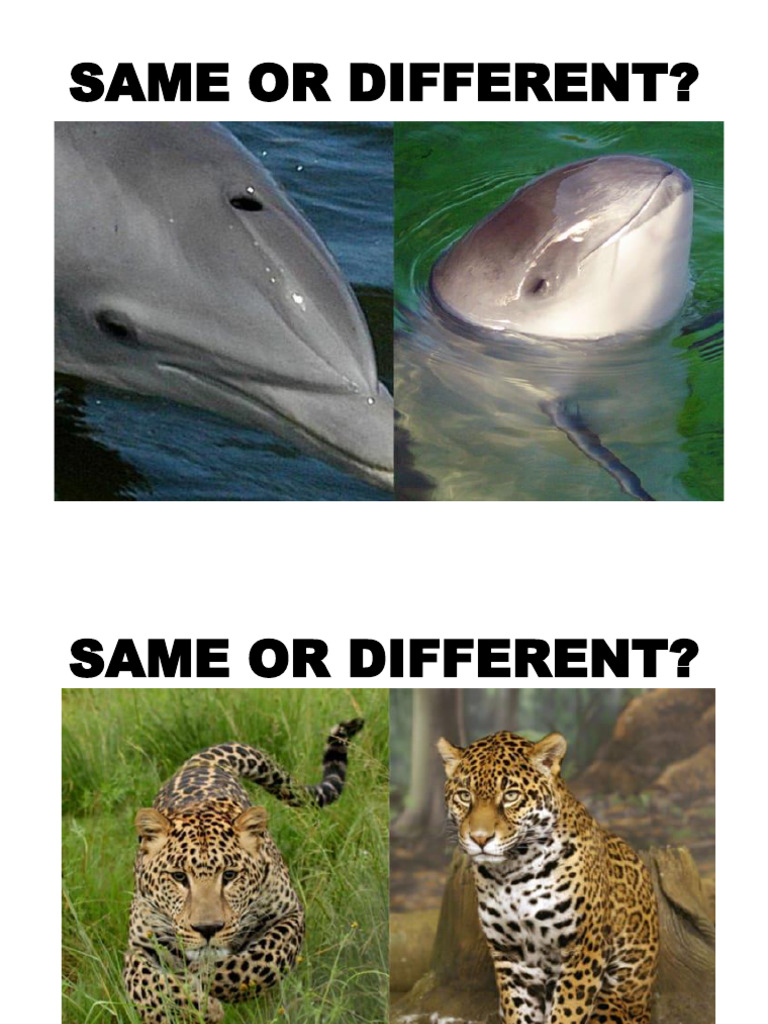 Types of Speciation Evolution Isolation | PDF | Evolution | Species