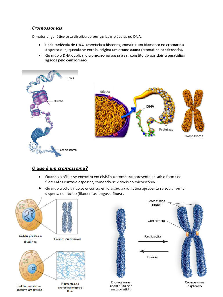 Ciclo Celular e Crossomas e Mutacoes | PDF | Mitose | Célula (Biologia)