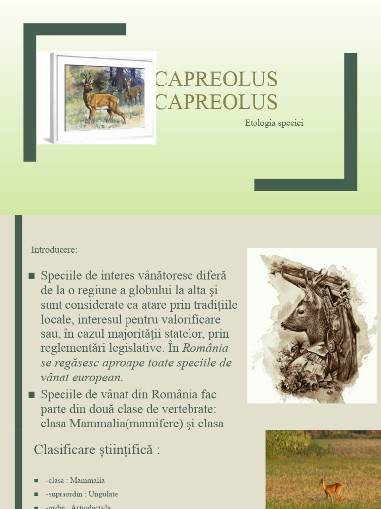 Capreolus Capreolus | PDF