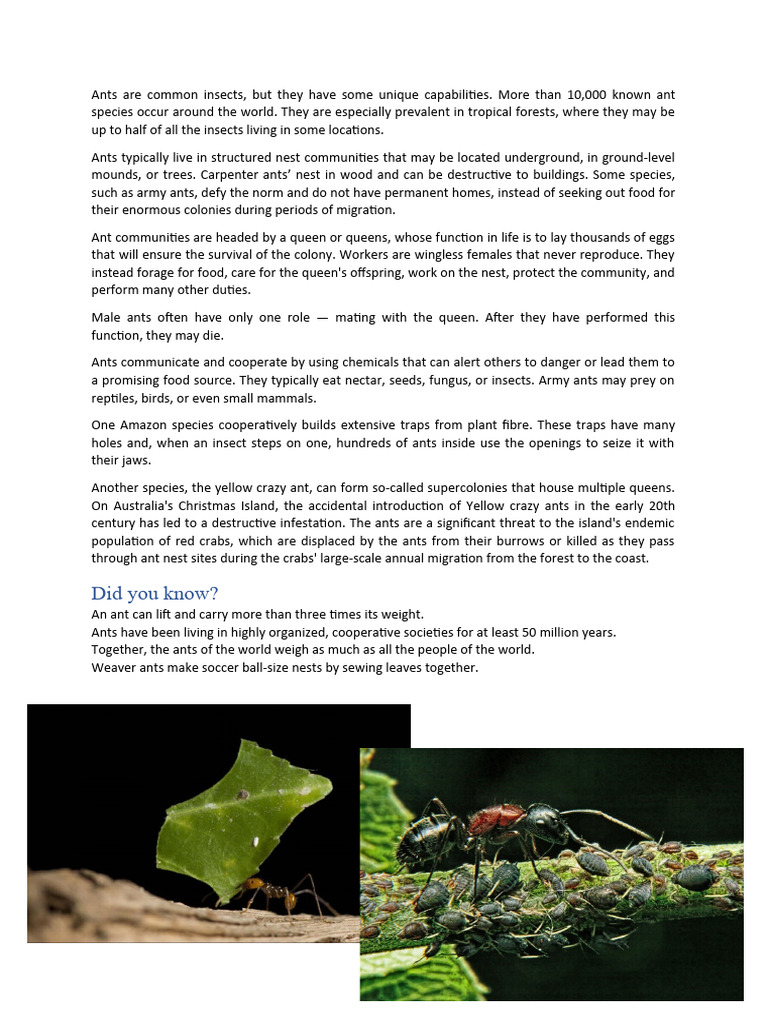 Ants | PDF