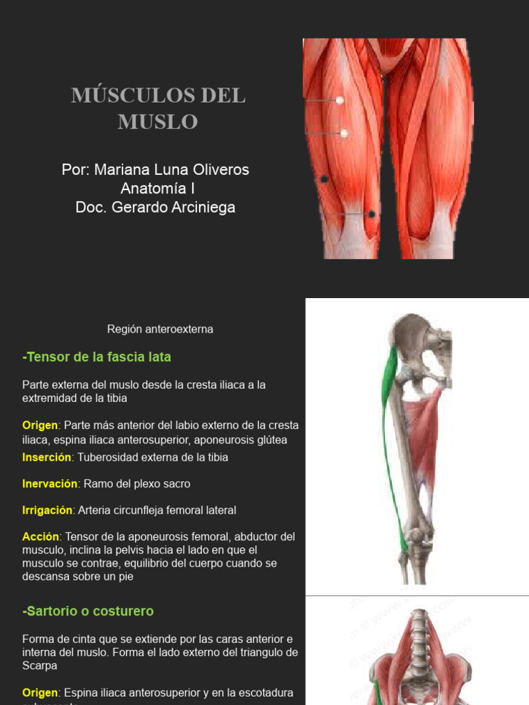 Diapos Musculos Del Muslo | Descargar gratis PDF | Tejido suave ...