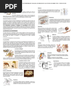 Protonefridios | PDF | Riñón | Sistema urinario