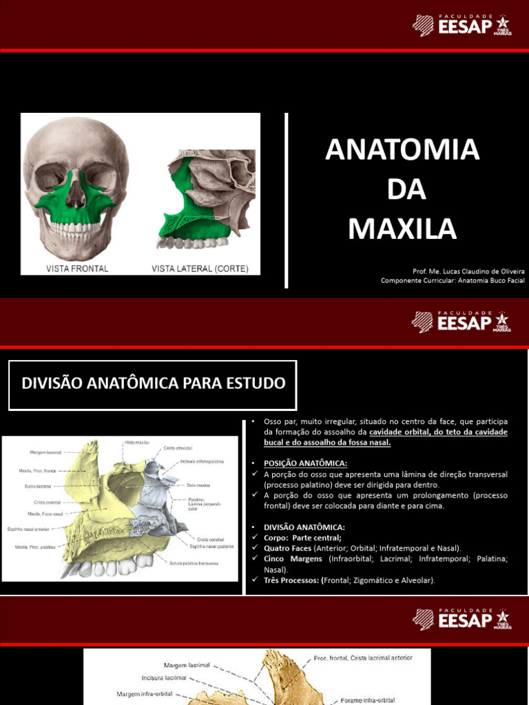 Anatomia Da Maxila | PDF | Dente | Anatomia