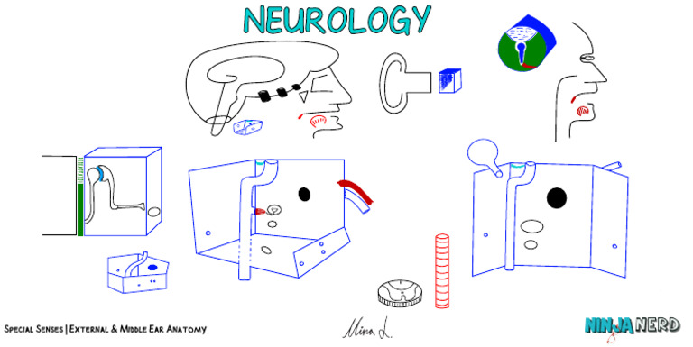 Special Senses) 5. External - Middle Ear Anatomy - Handout | PDF