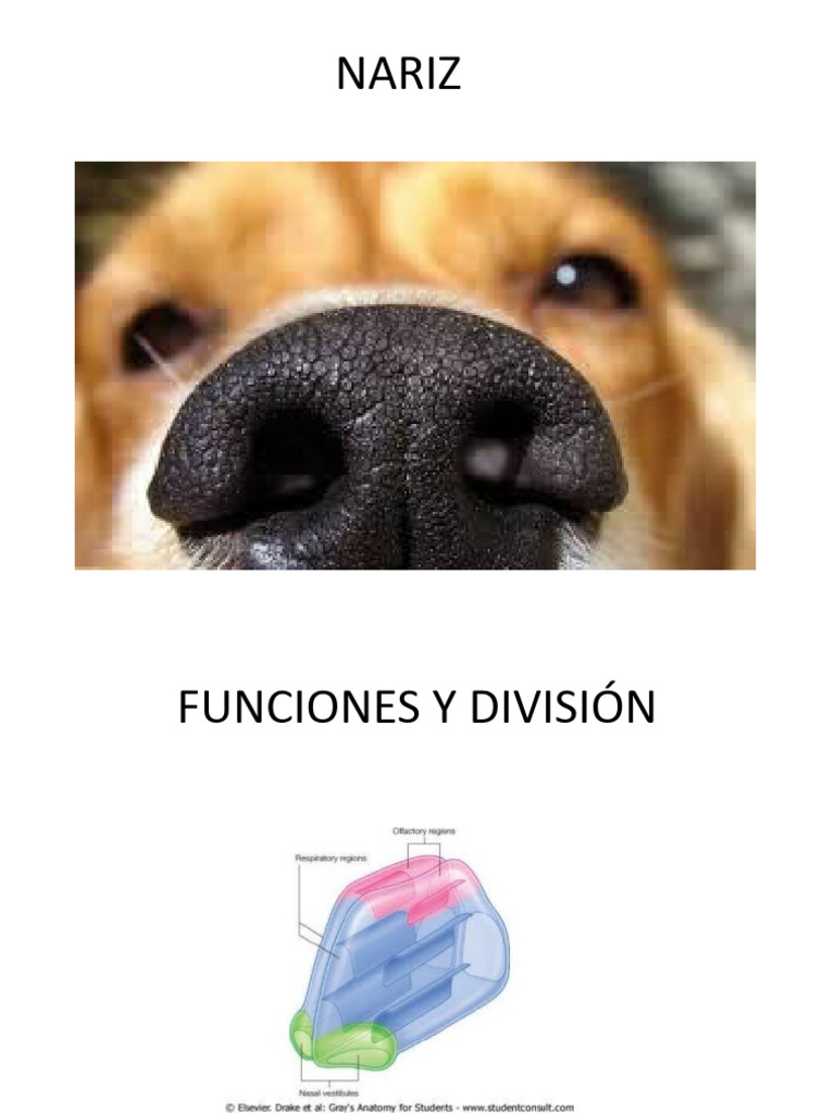 NARIZ | Descargar gratis PDF | Nariz humana | Cara