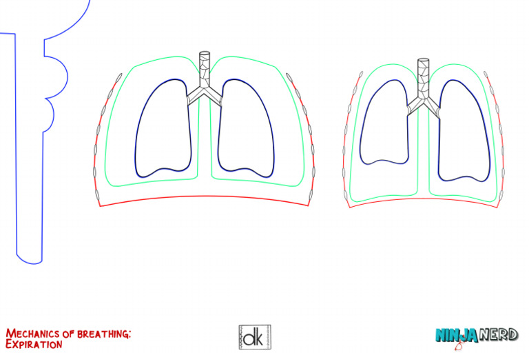 Respiratory Physiology) 03 Mechanics of Breathing 3) - Handout | PDF