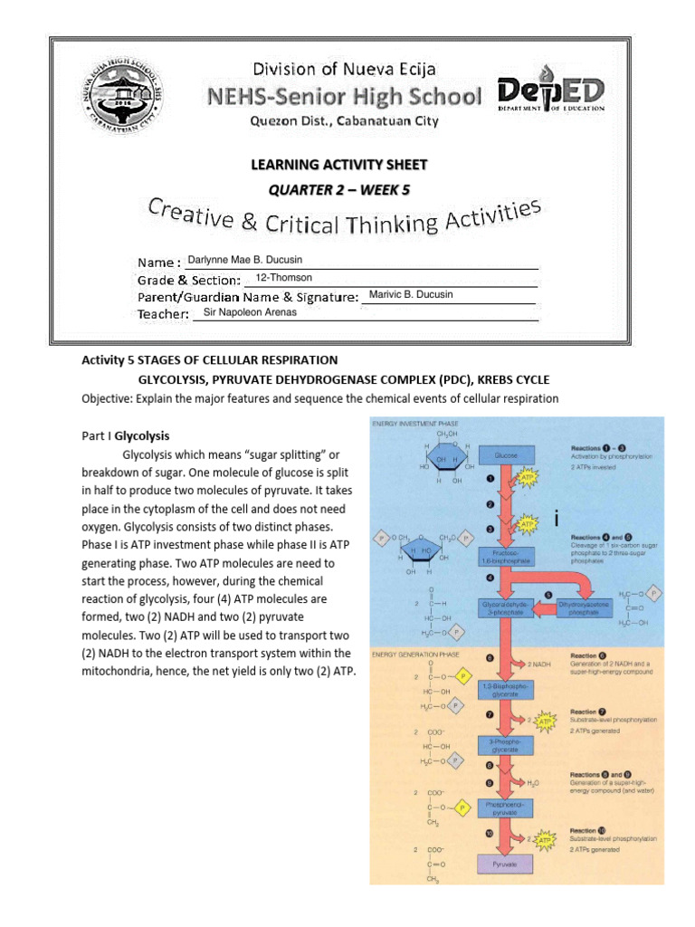 Edited Activity 1 8 4 | PDF | Cellular Respiration | Diet & Nutrition