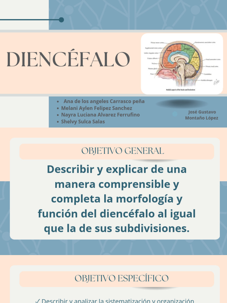 Morfología y función del diencéfalo | PDF | Hipotálamo | Tálamo