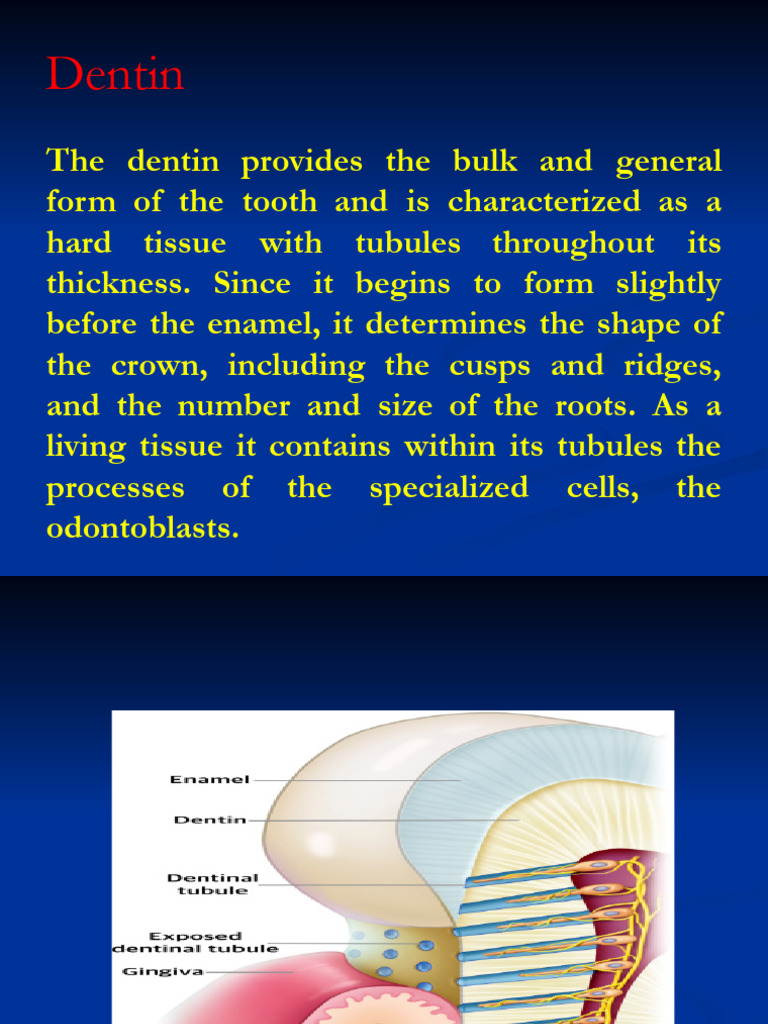 Dentin | PDF | Dentin | Tooth