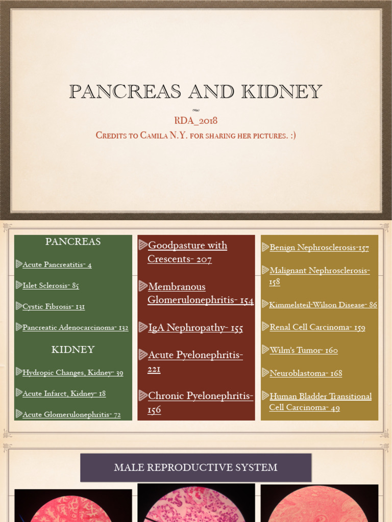 Pancreas and Kidney | PDF | Pancreas | Organ (Anatomy)