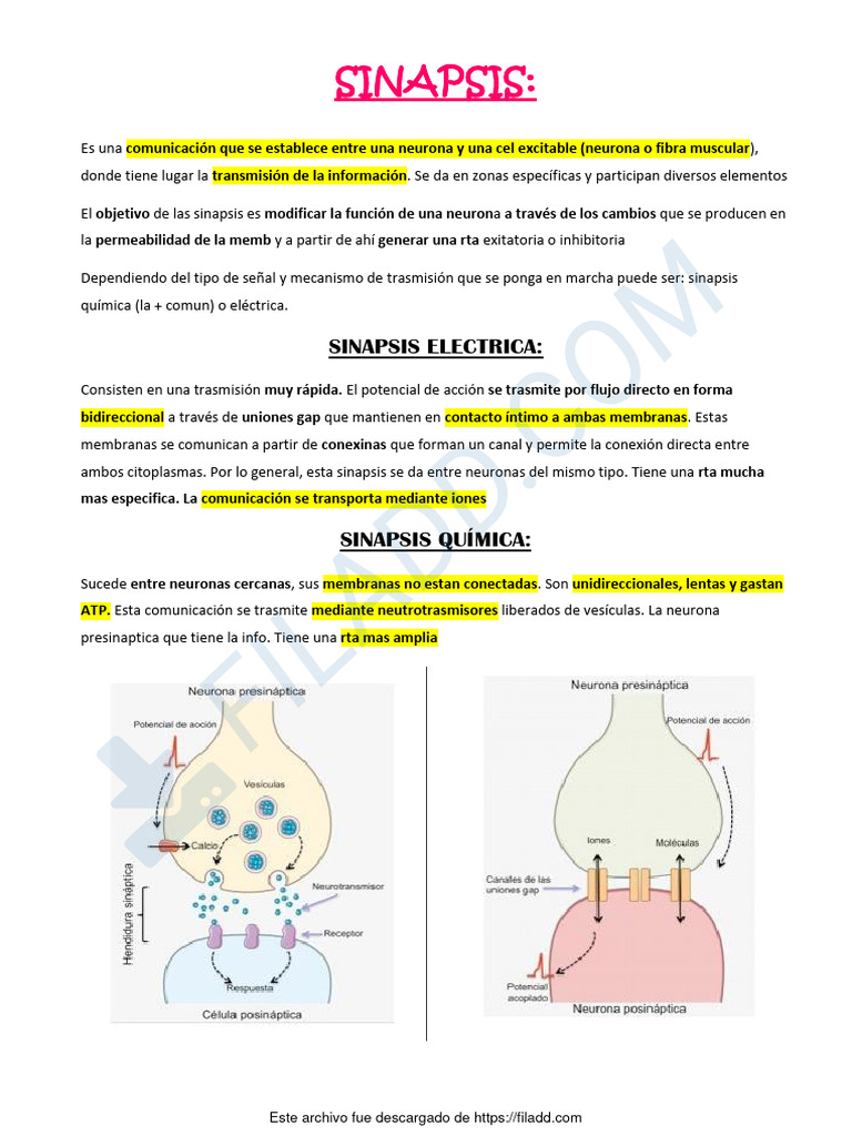 2 Sinapsis | PDF | Sinapsis | Sinapsis química