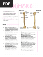 Anatomía del Cubito y Radio: Estructura y Funciones | PDF ...
