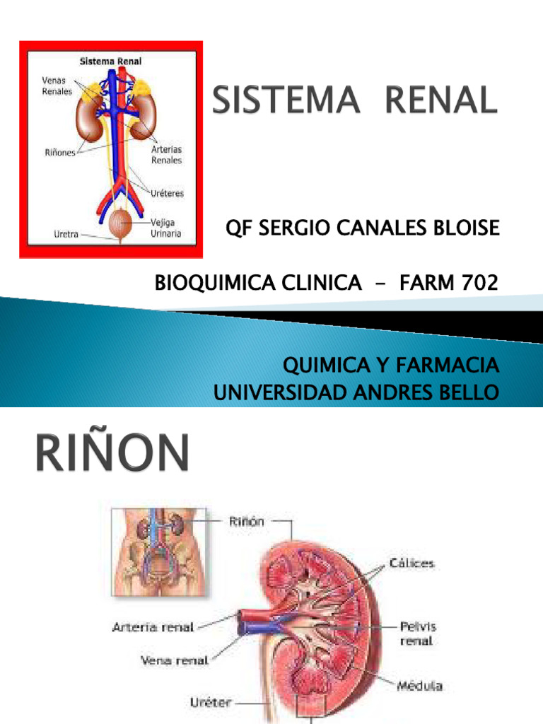 Unab - Renal - Orinas | PDF | Riñón | Orina