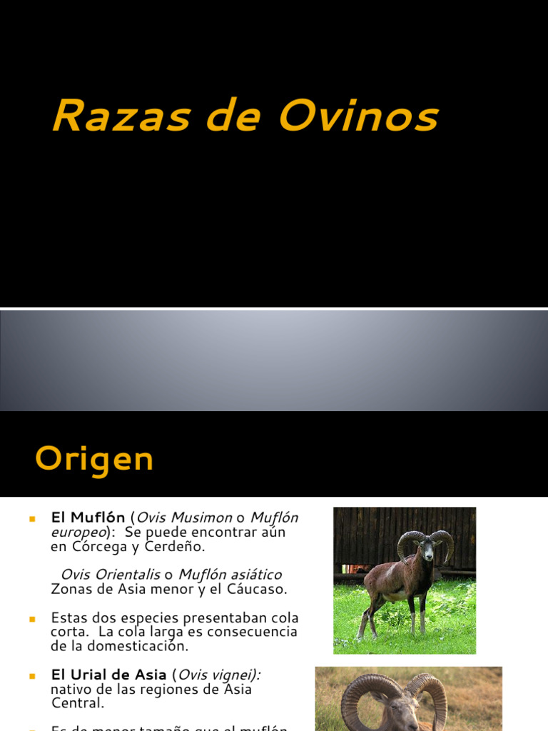 Razas Ovinos 2 | PDF | Oveja | Carne