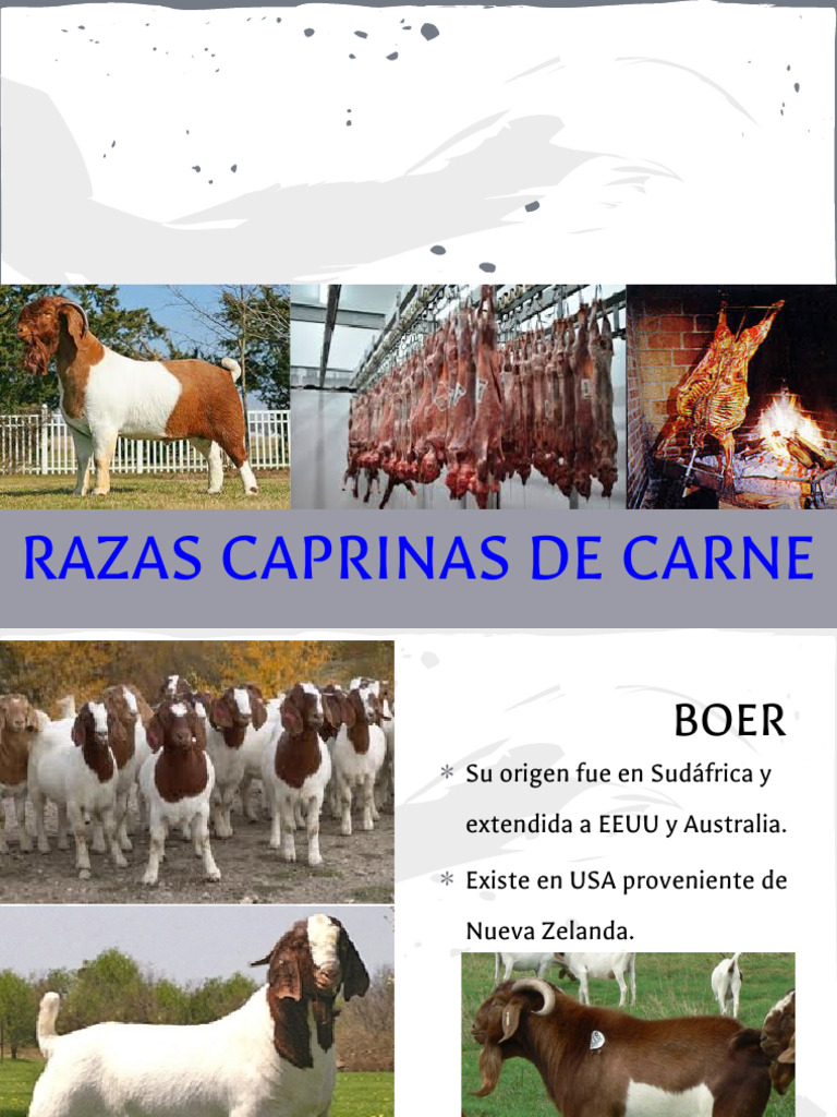 Razas de Cabras para Carne | PDF | Cabra | Carne