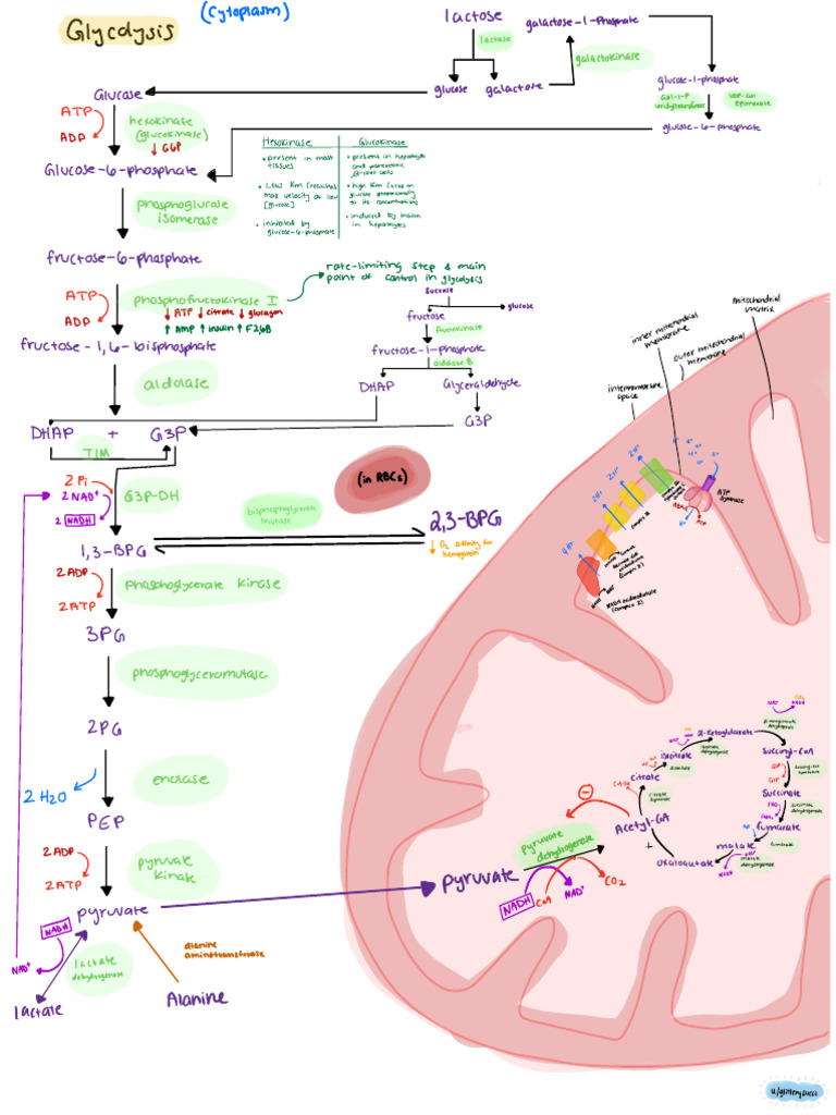 Biochem Cycles | PDF | Glycogen | Glycolysis