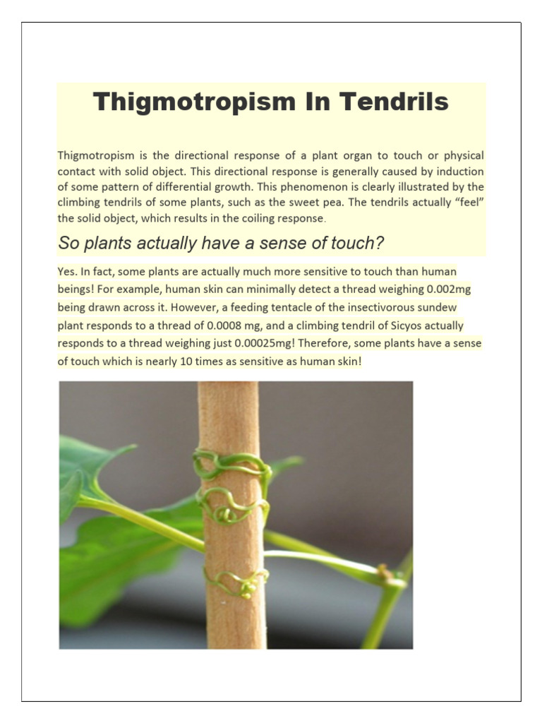 Thigmotropism in Tendrils: So Plants Actually Have A Sense of Touch? | PDF | Root | Plants