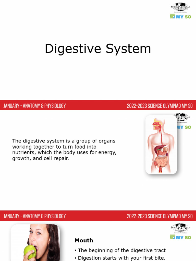 Digestive System | PDF | Human Digestive System | Digestion