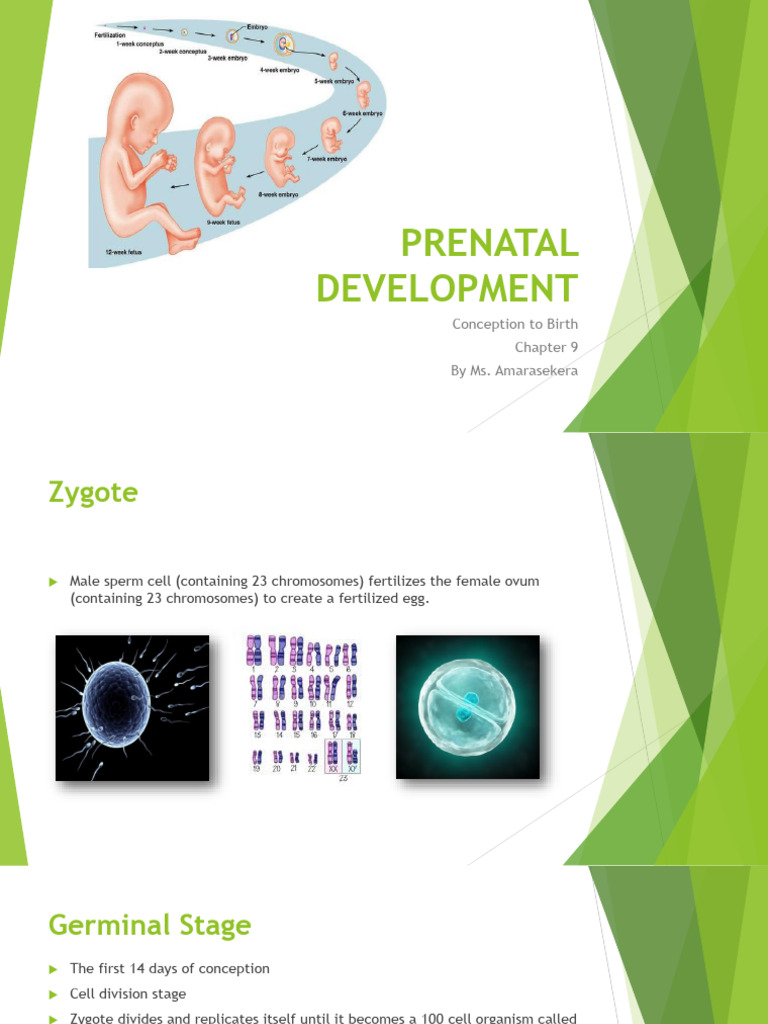 Prenatal Development | PDF | Fetus | Embryo