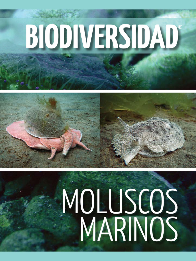 Revista BIODIVERSIDAD 8 MOLUSCOS MARINOS | PDF | Bivalvia | Moluscos