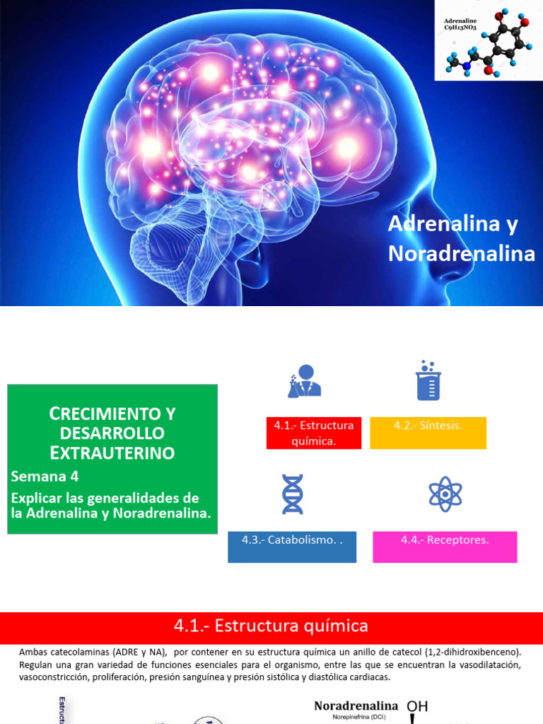 Adrenalina y Noradrenalina | PDF | Glándula suprarrenal | Norepinefrina