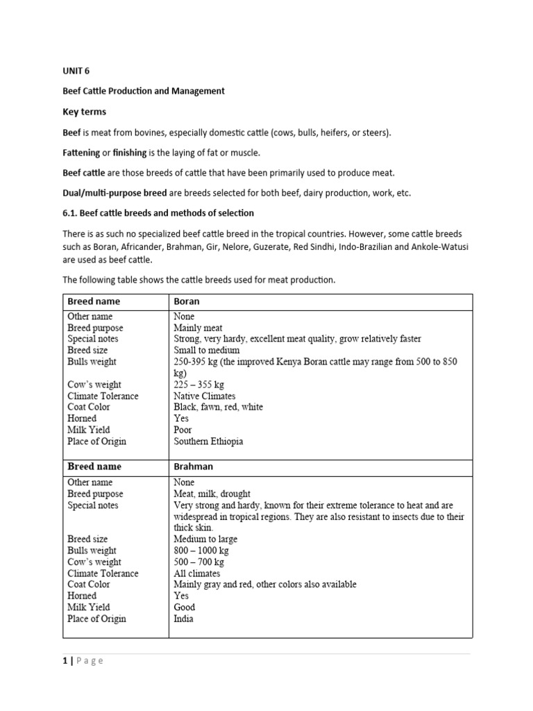 Beef Cattle | PDF | Cattle | Curing (Food Preservation)