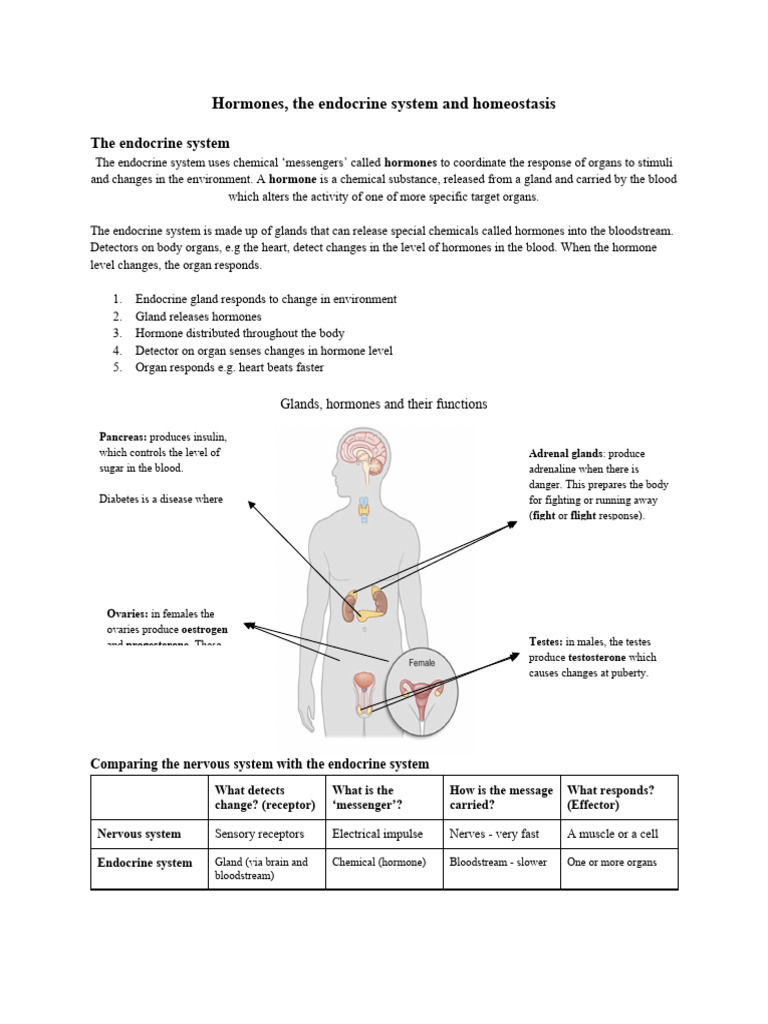 Endocrine System and Homeostasis | PDF | Homeostasis | Hormone