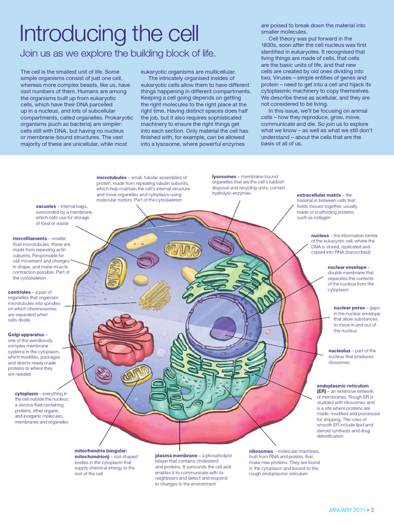Cell Structure | PDF | Cell (Biology) | Cell Nucleus