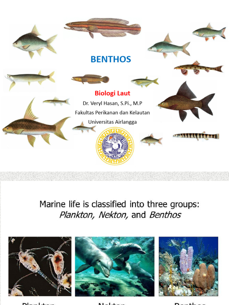 Biola Benthos | PDF