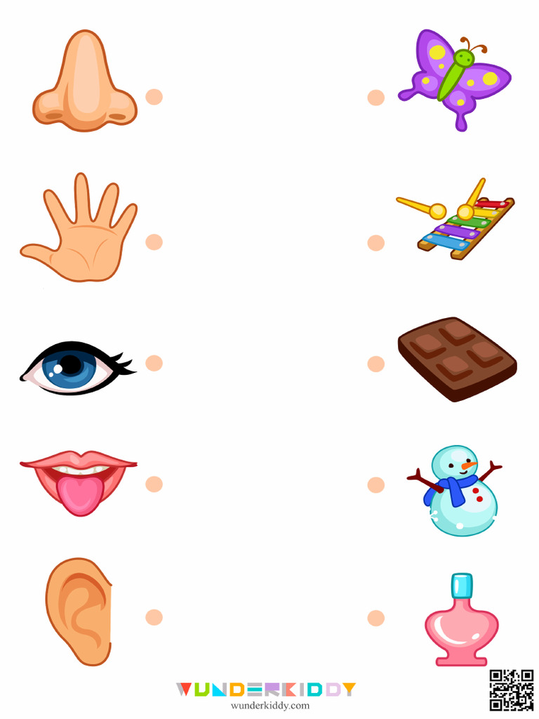 Wunderkiddy Five Senses | PDF