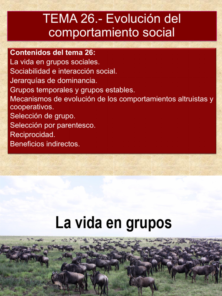 Tema 26 Social | PDF | Himenópteros | Eusocialidad