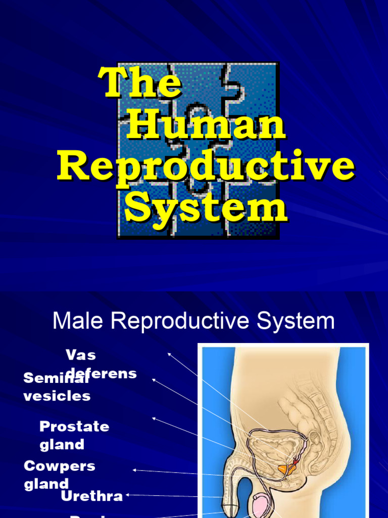Reproductive System | PDF | Reproductive System | Menstrual Cycle
