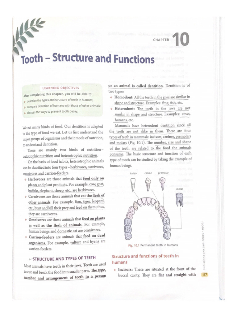 'Tooth - Structure and Functions | PDF
