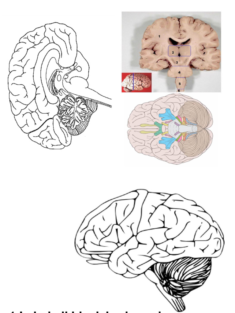 4BMC Tut2 Answers | PDF