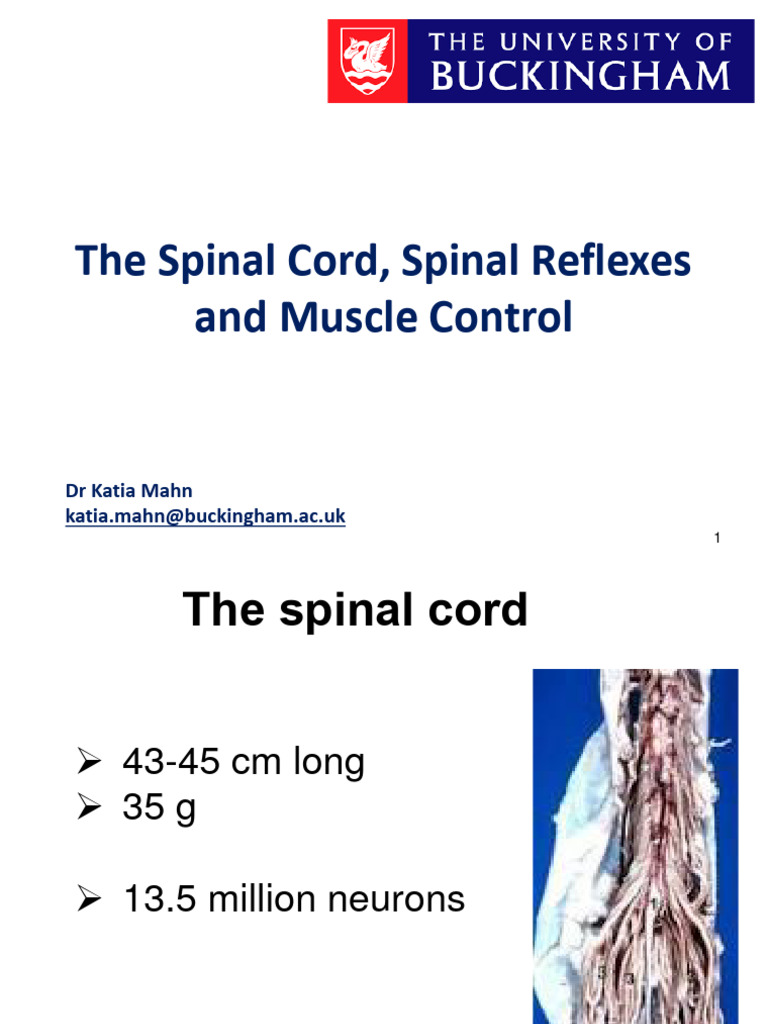 4 BMC Lecture Spinal Cord (Autosaved) | PDF | Spinal Cord | Vertebral ...