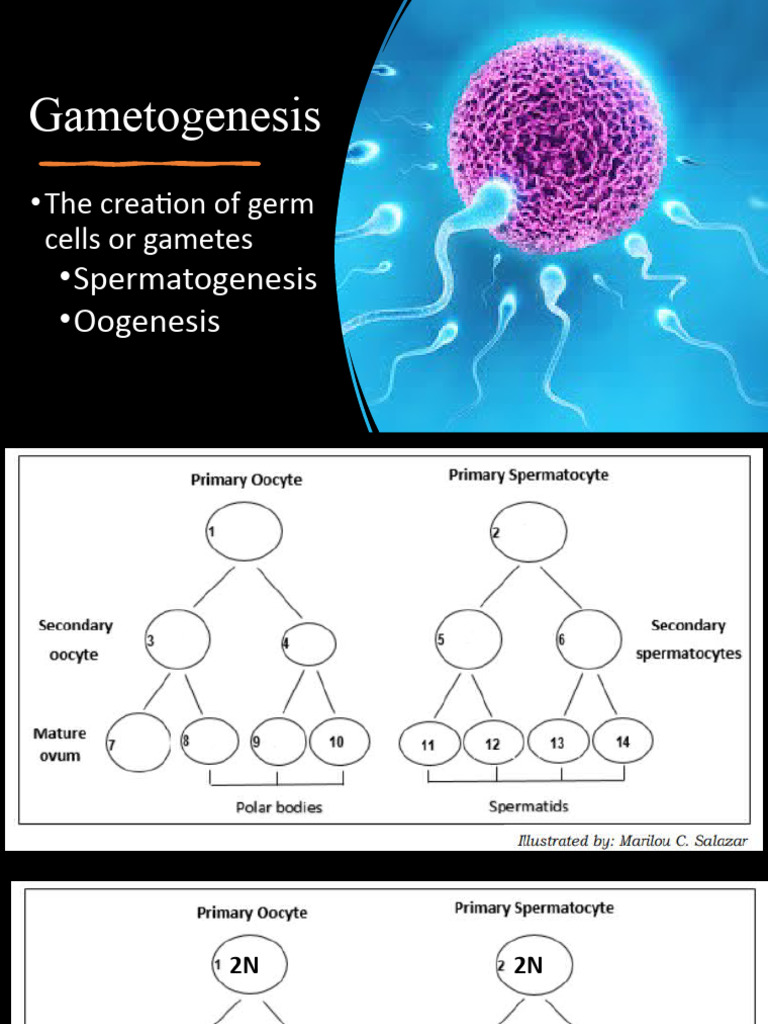 Gametogenesis Biotech | Download Free PDF | Meiosis | Biological Processes