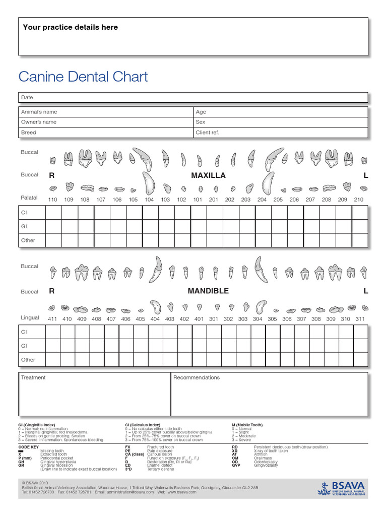 Dental Chart BSAVA | PDF | Tooth | Periodontology