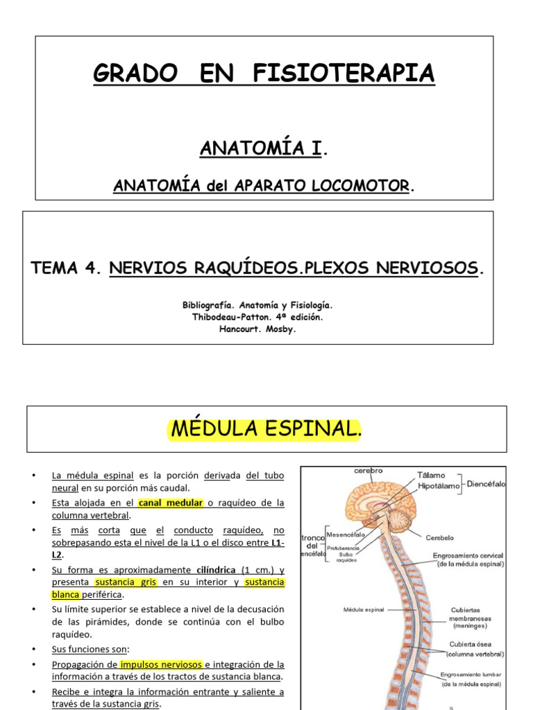 Anatomía de Nervios Raquídeos y Plexos | PDF | Médula espinal | Nervio