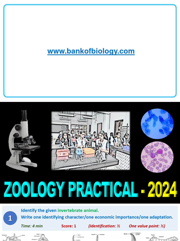 Zoology Practical Exam Tips 2024 | PDF | Kidney | Vein
