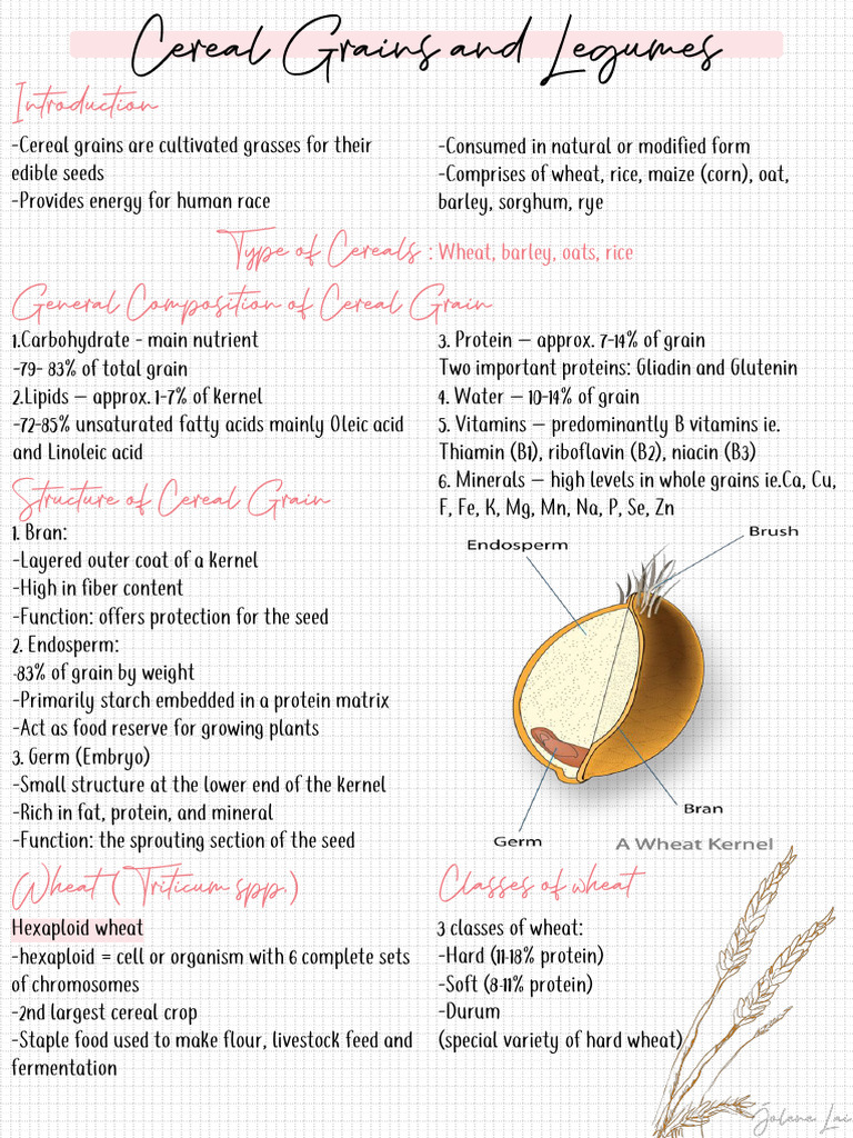 Cereal Grains Notes | PDF | Flour | Breads