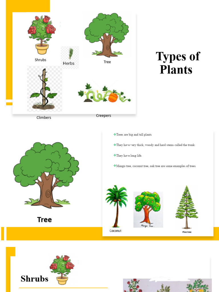 Types of Plants | PDF