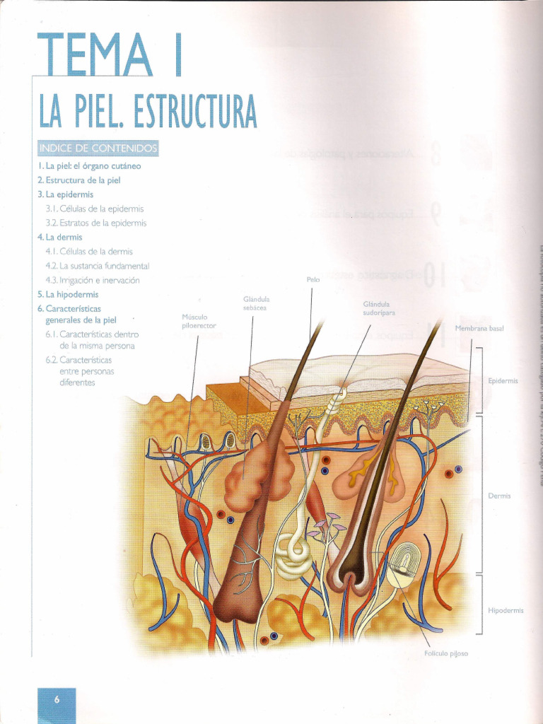 Tema 1. La Piel. Estructura | PDF