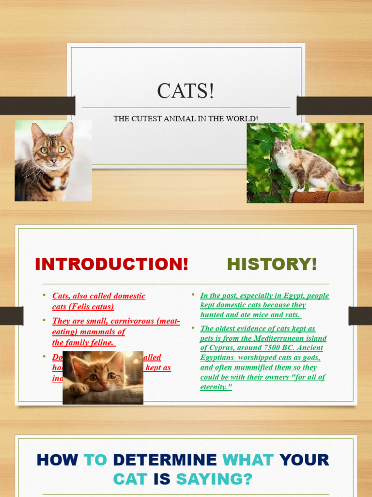 CATS! | PDF