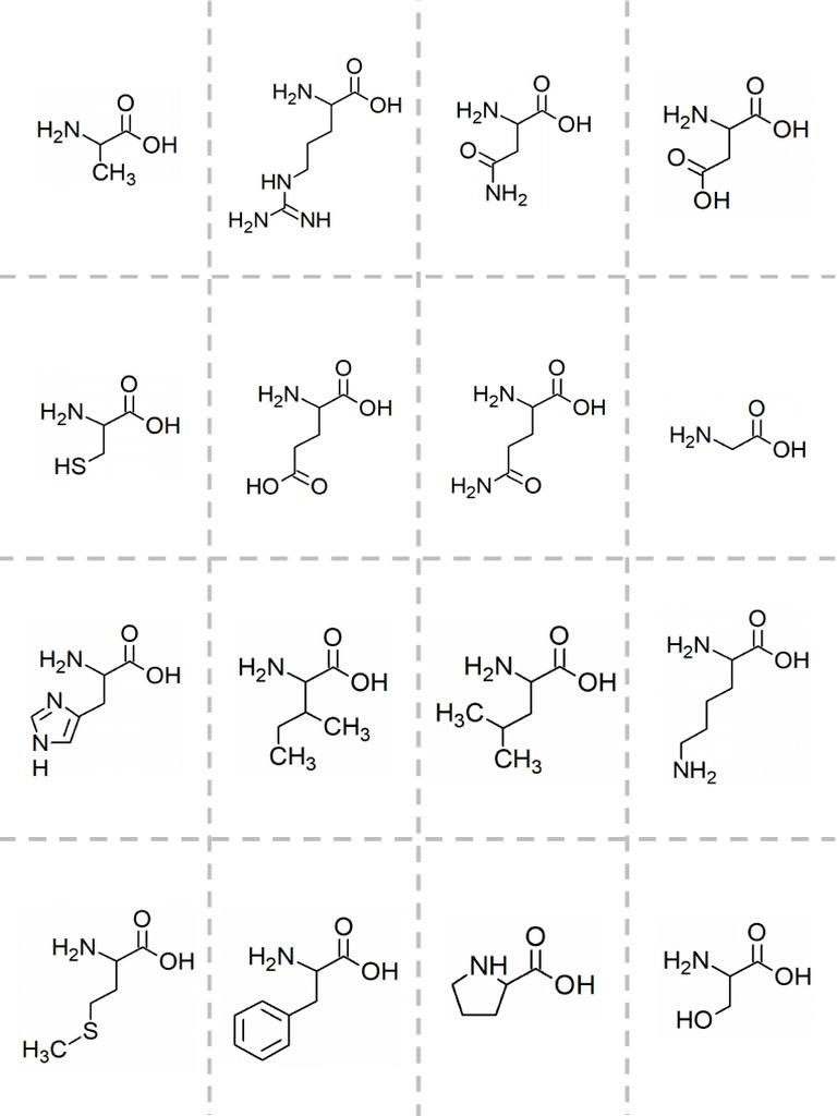 FLASH CARDS 1-) 20X Acide Aminé | PDF