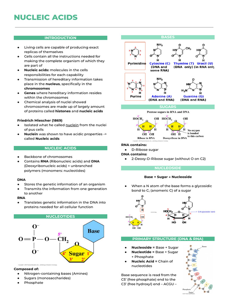 Nucleic Acids | PDF | Dna | Nucleic Acids