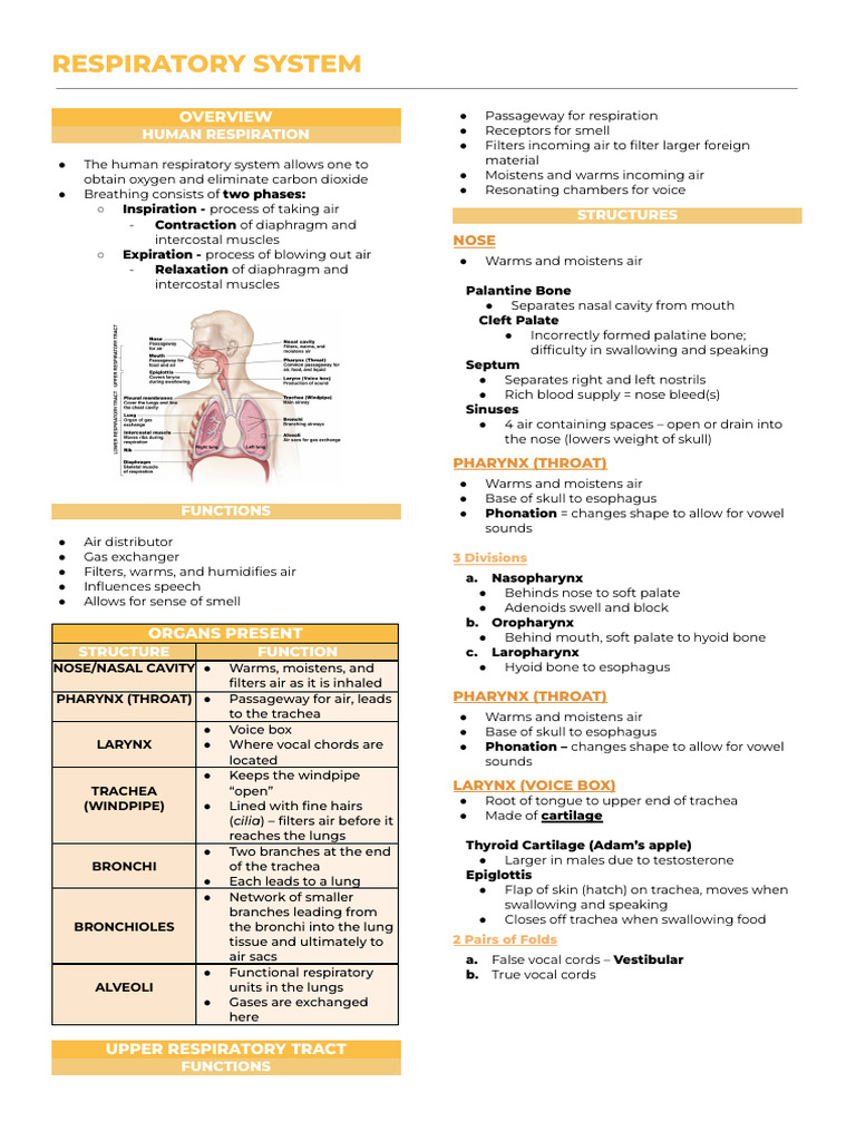 Respiratory System | PDF | Lung | Respiratory Tract